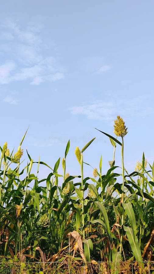This is Jwar Tree with Green Leafs Growing Well Stock Image - Image of ...