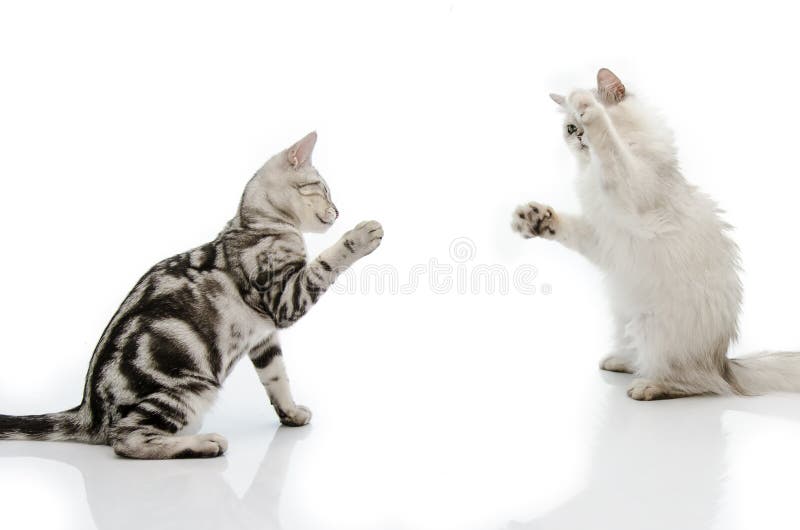Katze Fighting stockbild. Bild von haus, katze, kämpfen - 57290729