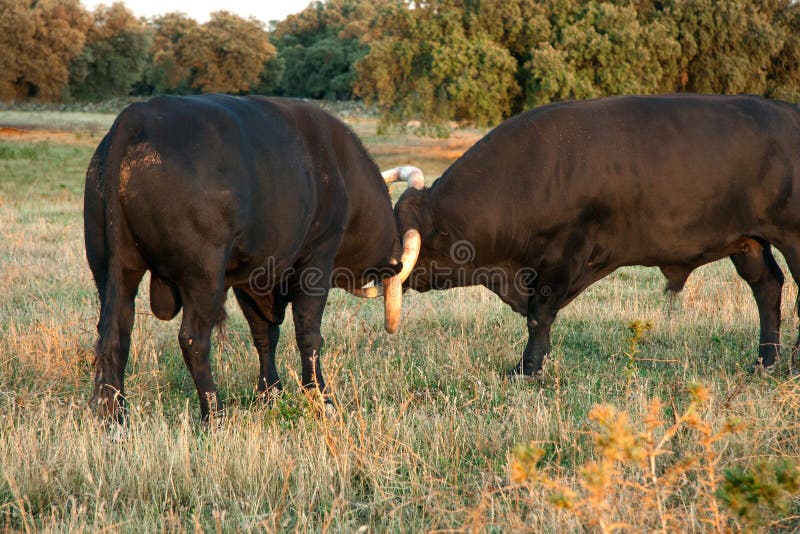 Kämpfende Stiere Des Spanischen Freilands Stockbild - Bild von schäfer ...