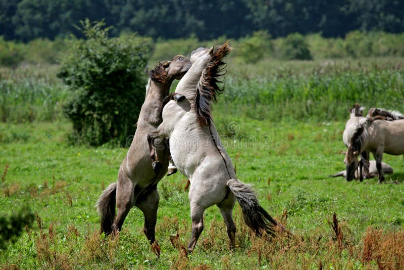 Kämpfende wilde Pferde stockfoto. Bild von wild, tier - 24288804