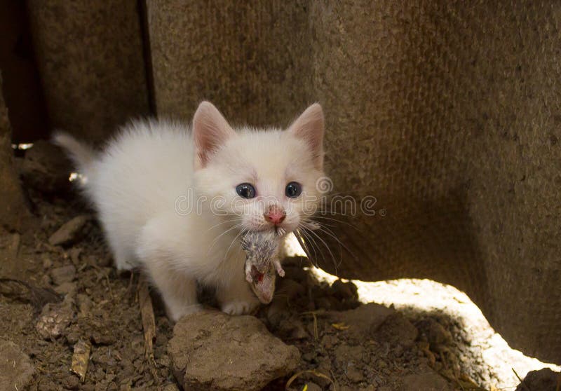 Nahaufnahme Einer Katze, Die Eine Maus Isst Stockfoto - Bild von ...