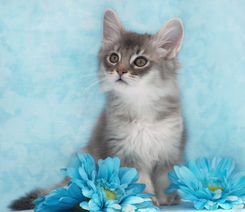 Katze in den Blumen stockfoto. Bild von geschenk, adorable - 48497640
