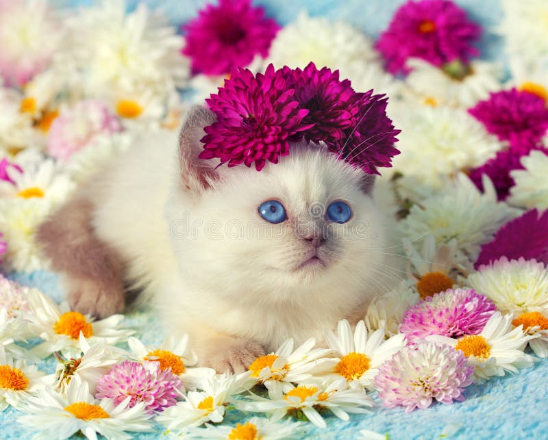 Katze in den Blumen stockbild. Bild von säugetiere, blüte - 48497623