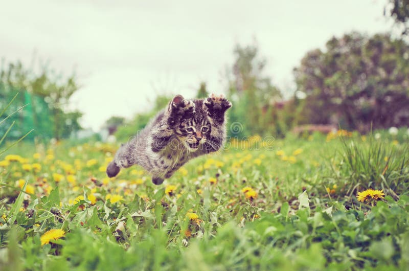 Das Springende Und Kätzchen, Spielende Stockbild - Bild von katze ...