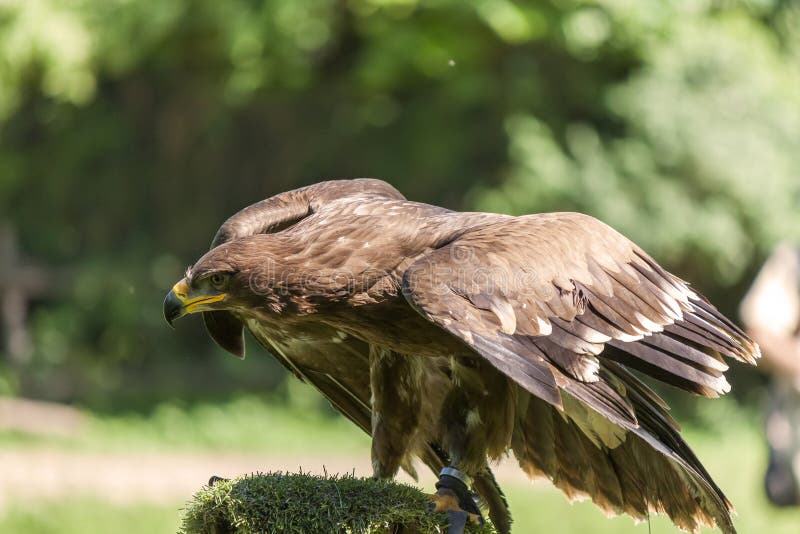 Adler stockfoto. Bild von adler - 56168770