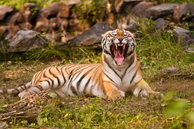 Königlicher Knurrender Bengal-Tiger Stockfoto - Bild von schön, angriff ...