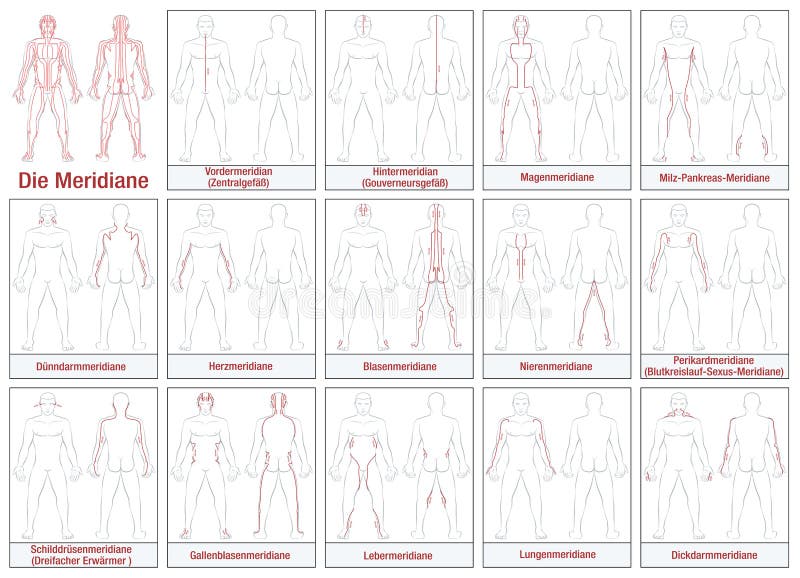 Körper-Meridiane DEUTSCH vektor abbildung. Illustration von schwerpunkt ...