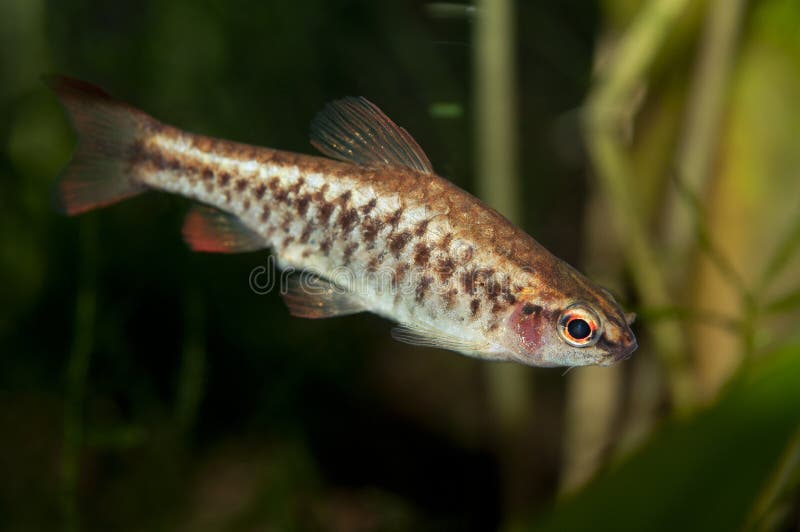Långfena Leopardbarb Danio Rerio Barb Sötvattensakvariefisk Arkivfoto ...