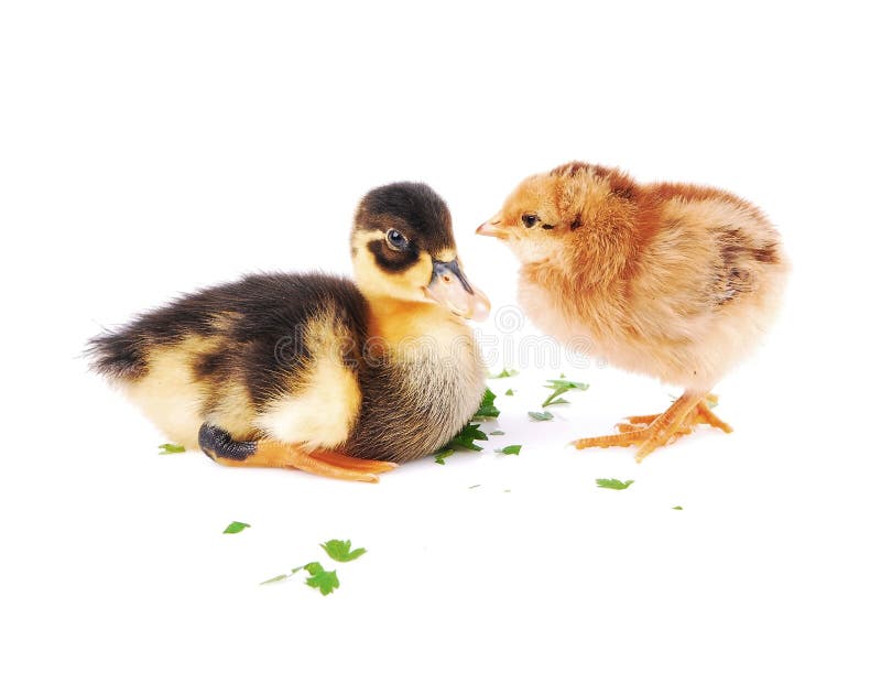 Küken und eine kleine Ente stockfoto. Bild von nett, flügel - 32104574