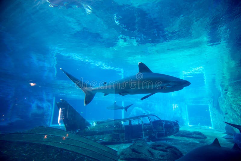 Kądziołka rekin w akwarium zdjęcie stock. Obraz złożonej z także - 92249346