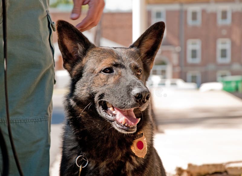 K-9 Officer Next To His Handler Stock Photo - Image of working, officer ...