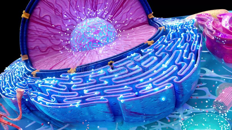 Abstract Animation of the Biological Cell and the Reticulum Stock ...