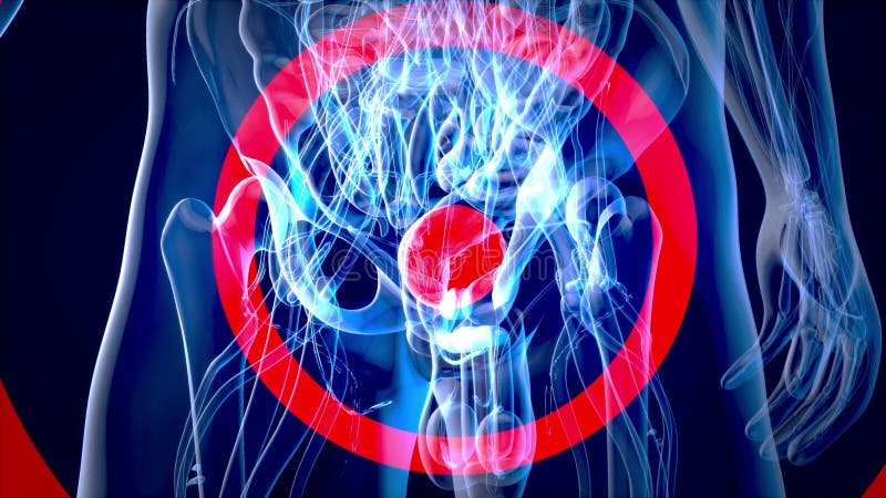 Abstract Animation of the Bladder Stock Video - Video of sphincter ...