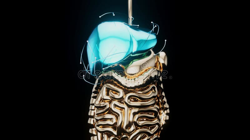 Abstract View of the Liver Physiology Stock Video - Video of ...