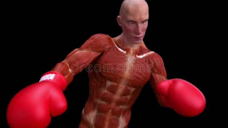 4K animation of a boxer stock footage. Video of muscle - 243784458