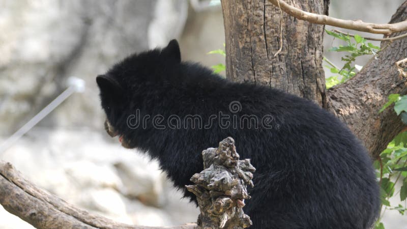 4K Andean Bear Cub Climbing a Tree Stock Video - Video of species ...