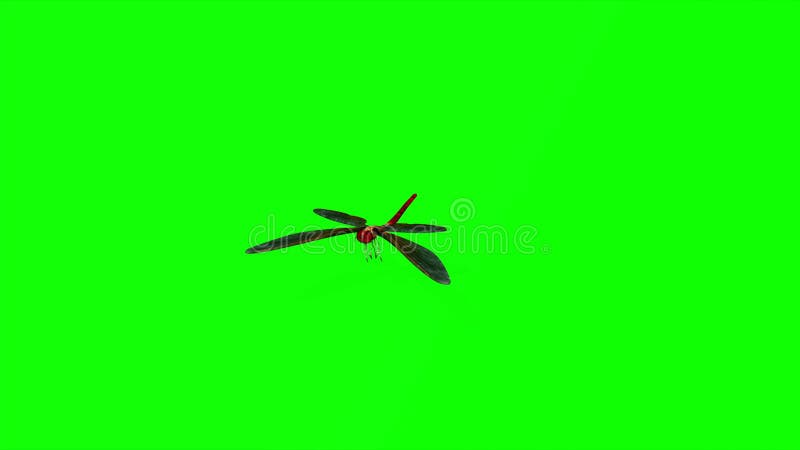Dragonfly Flying Drawing 2D Animation Stock Video - Video of damselfly ...