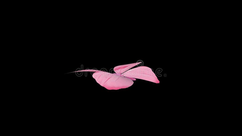 4K Animation of Flying Butterfly on Black Background Stock Footage ...