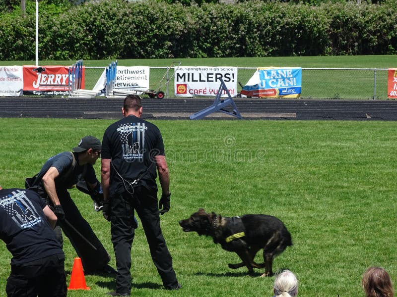 K9 attacking editorial stock photo. Image of bite, attacking - 119169898