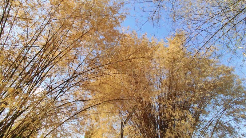 Bamboo.Arid Bamboo Tree Blowing in Wind Stock Video - Video of blue ...