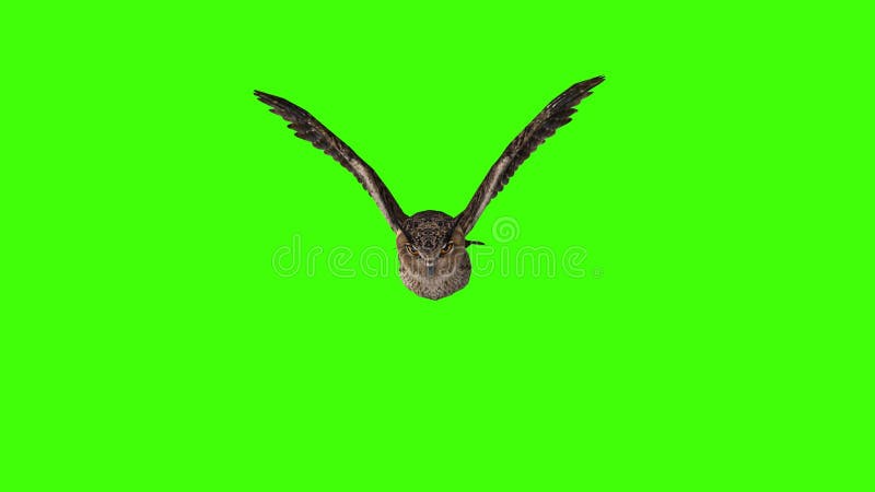 3D Owl Flying Loop with Back View on Chroma Key. 4k Barred Owl Moves ...