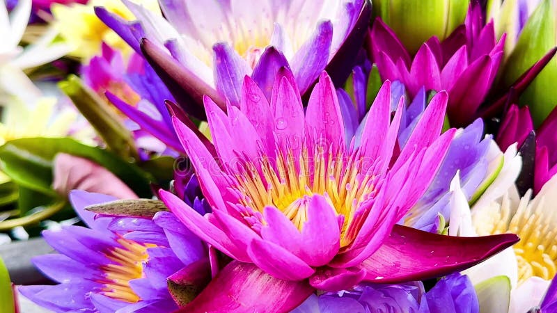 4K Beautiful Colored Lotus Flowers Nature Stock Footage - Video of ...