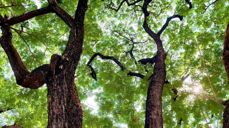 HD Big Tree in the City, Wind, Sunlight, Nature Background Stock ...