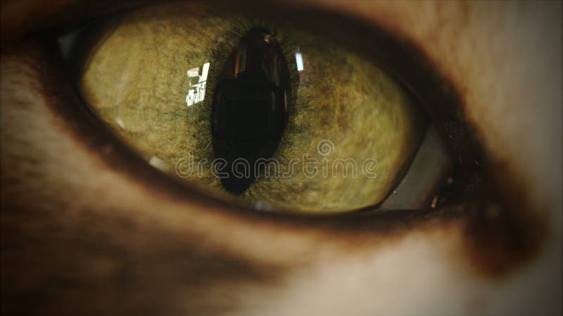4K Cat Eye Moving and Watching Timelapse Stock Video - Video of mammal ...