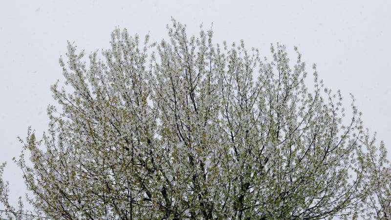With a Cherry Blossom Tree in Bloom on a Spring Day with Heavy Snow ...