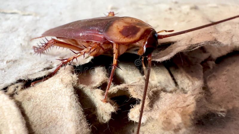 4K Cockroaches Live on Old Corrugated Cardboard Stock Footage - Video ...