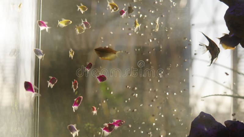 4K. Colorful Aquarium with Bubbles, Fish Swimming Around Stock Video ...