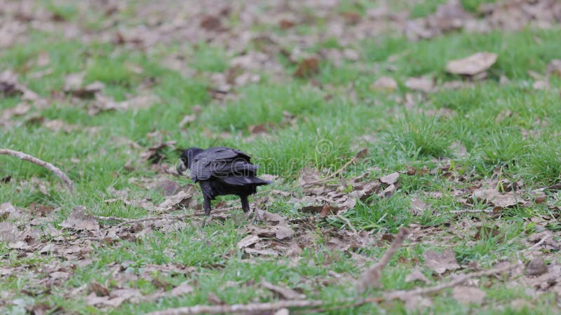 A Crow Searching through the Grass for Small Tree Branches To Build Its ...