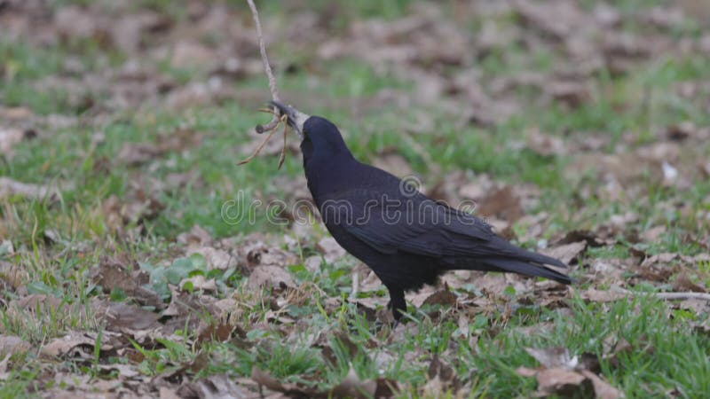 A Crow Searching through the Grass for Small Tree Branches To Build Its ...