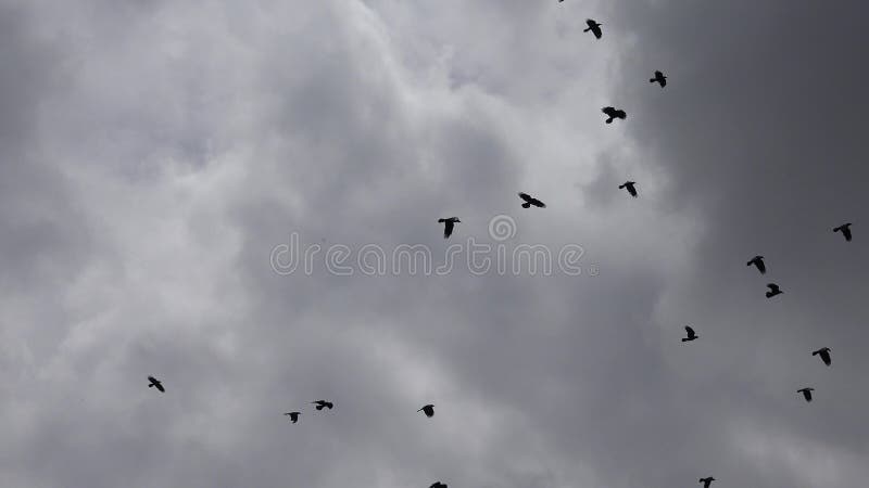 4k Crows Flying on Cloudy Sky, Flock of Crows Ravens in Flight, Birds ...