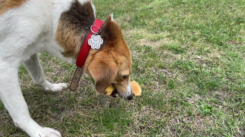 4k the Dog Eating Burger from the Ground. Stock Video - Video of ...