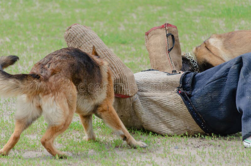 K9 Dog Training, Teamwork. Attack Two German Shepherds Stock Image ...
