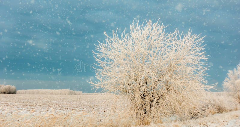 CINEMAGRAPH, 4k, Falling Snow in the Winter Forest, Loop Stock Footage ...