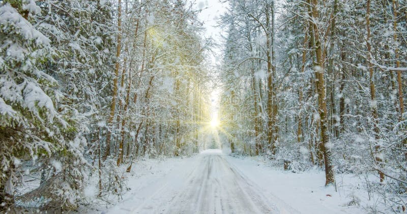 CINEMAGRAPH, 4k, Falling Snow in the Winter Forest, Loop Stock Footage ...