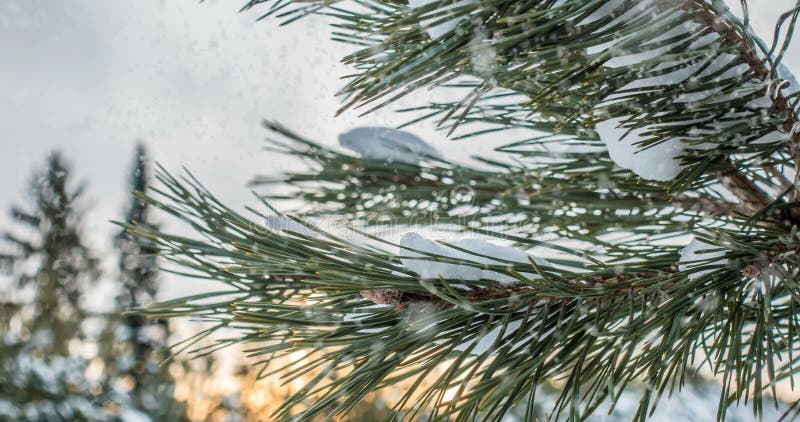 Cinemagraph, 4k, Falling Snow in the Winter Forest, Loop Stock Video ...