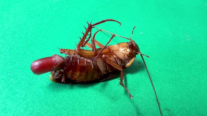 4K Female Cockroach Lying on Her Back Laying Eggs on a Green Screen ...
