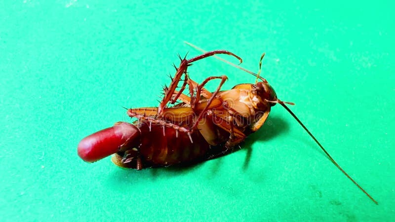 4K Female Cockroach Lying on Her Back Laying Eggs on a Green Screen ...