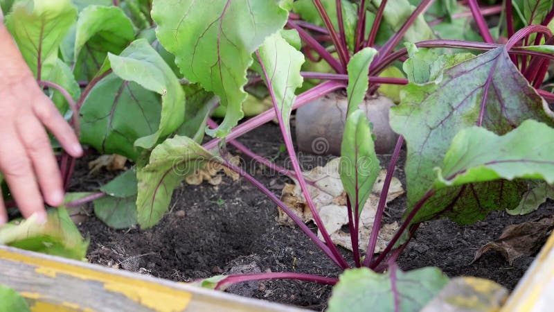 Female Hands Pull Out Fresh Beets from the Soil. Stock Footage - Video ...