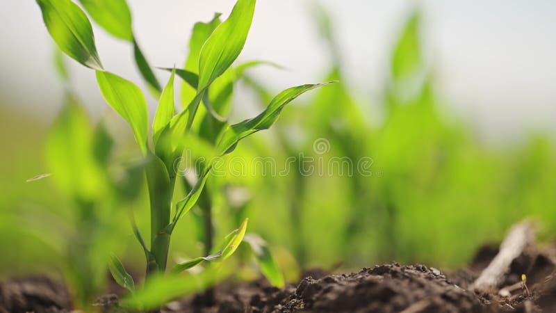 4K Footage of Fresh Young Corn Plants Growing in a Healthy Spring Field ...