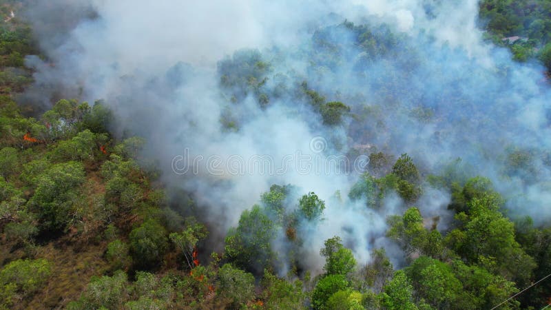 4K. Forest Fires and Smoke are Burning Heavily in Forests Stock Footage ...