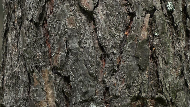 4k Frame Texture Oak Tree Bark Closeup Stock Footage - Video of pattern ...