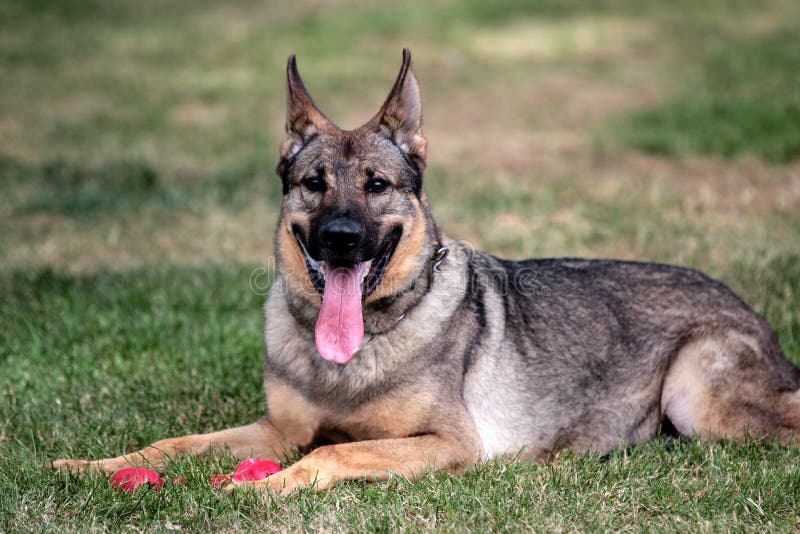 German Shepherd K9 stock photo. Image of drooling, puppy - 53610308