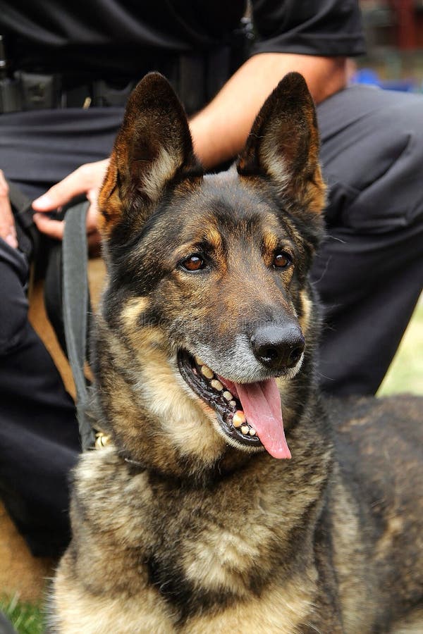German Shepherd K9 stock photo. Image of drooling, puppy - 53610308