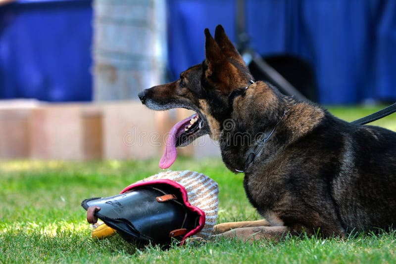 German Shepherd K9 stock photo. Image of drooling, puppy - 53610308