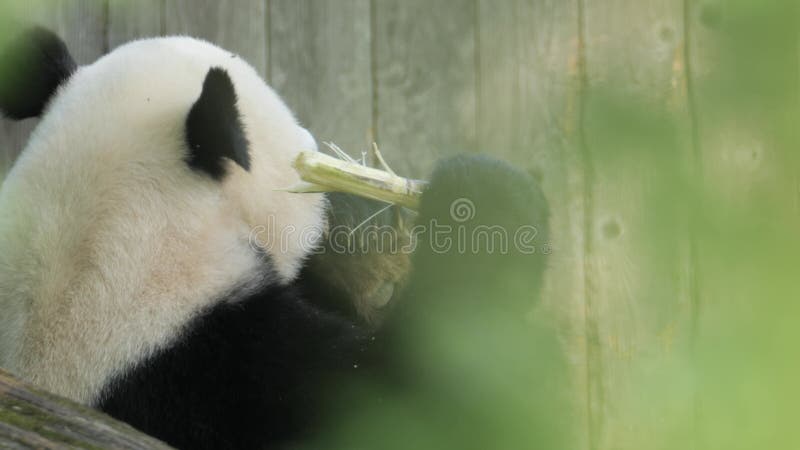 4K Giant Panda Eating Bamboo Stock Footage - Video of wildlife ...