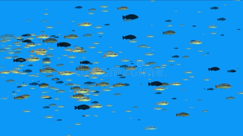 4k a Group of Fast-swimming Fish. Stock Video - Video of fast, material ...